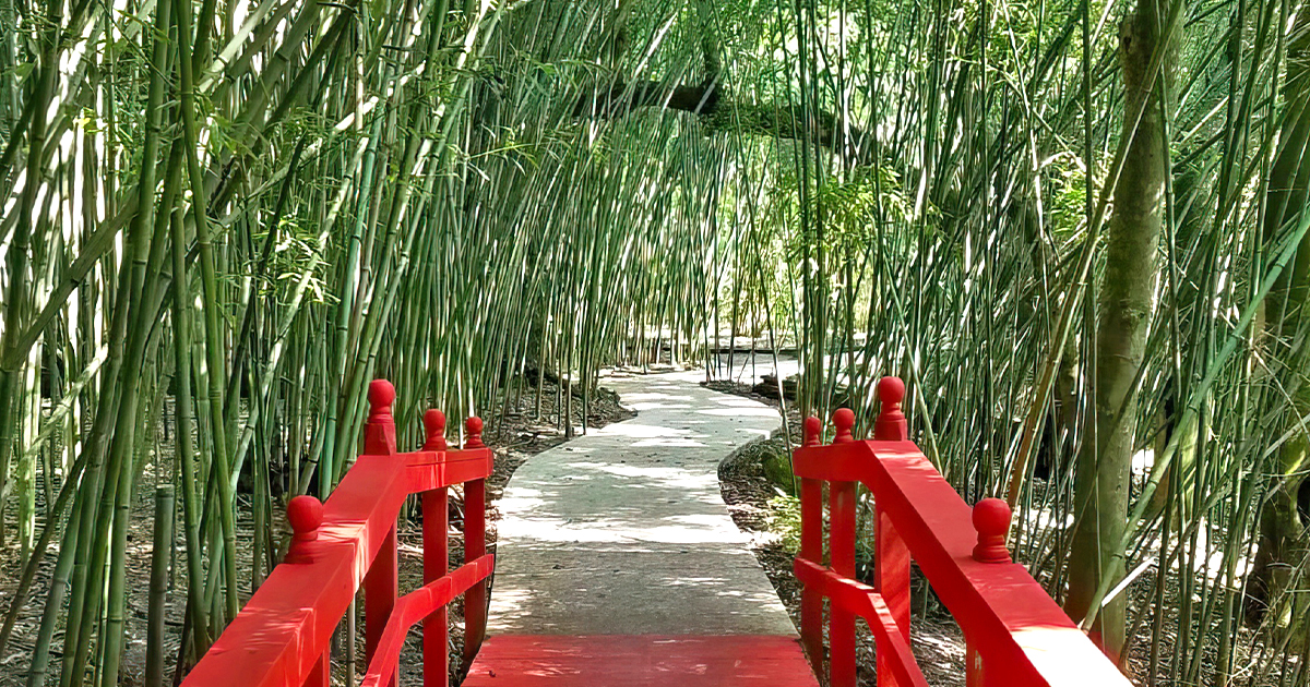 magical bamboo forest florida ftr