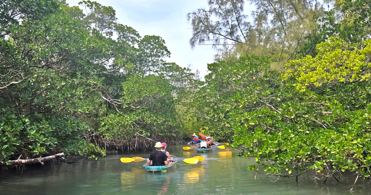 mangrove forest park florida ftr