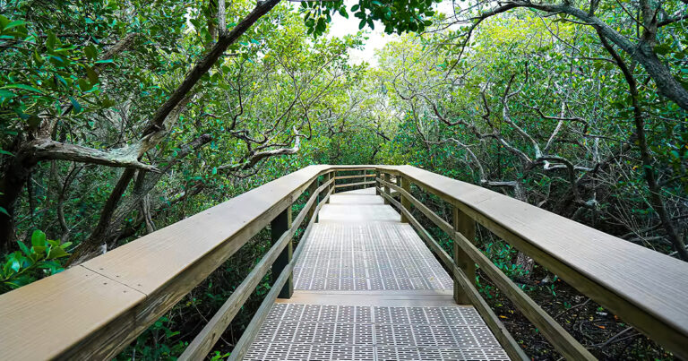 mangrove nature walk florida ftr