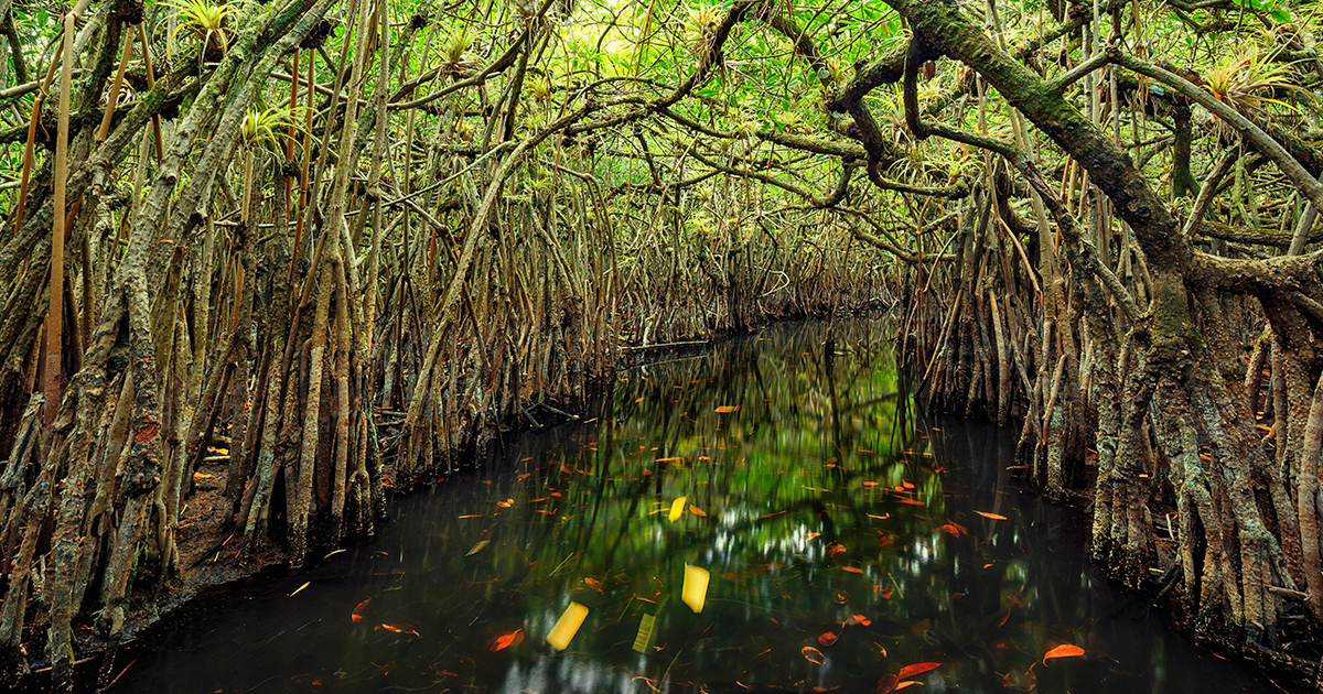 mangrove tunnel kayak florida ftr