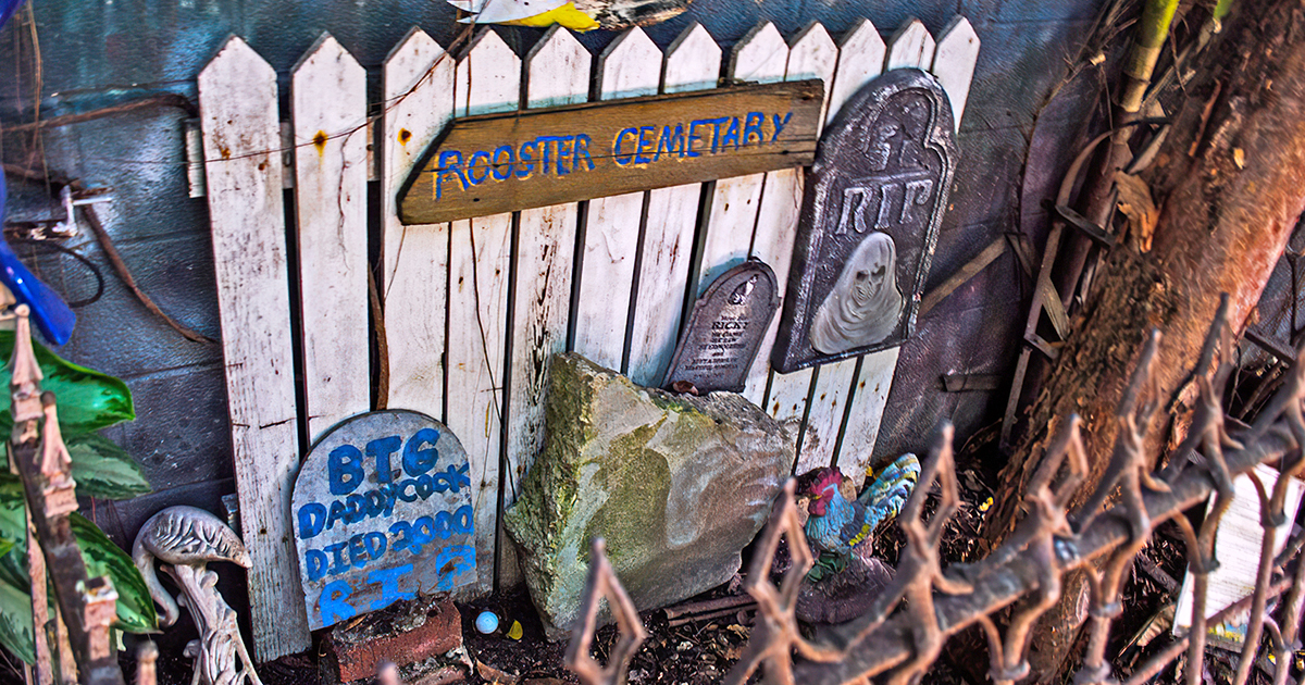 rooster cemetery cafe florida ftr