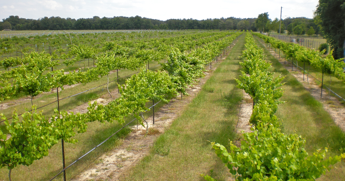 rustic vineyard winery florida ftr