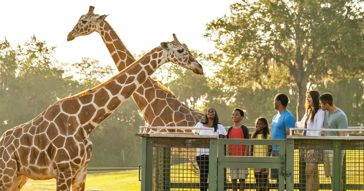 safari adventure giraffes florida ftr