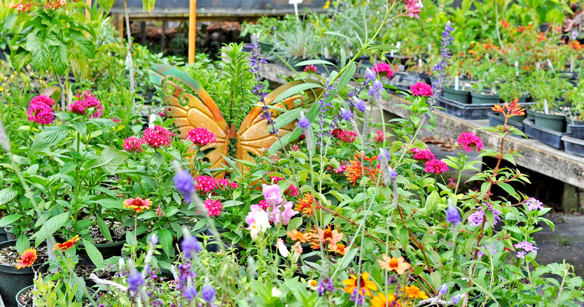 secret butterfly garden florida ftr