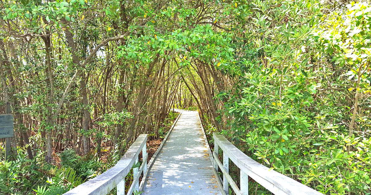 secret mangrove boardwalk florida ftr