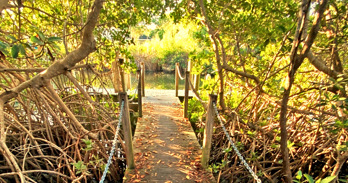 serene mangrove trails florida ftr