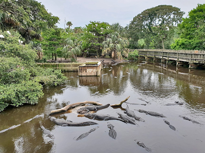 st. augustine alligator farm zoological park 1