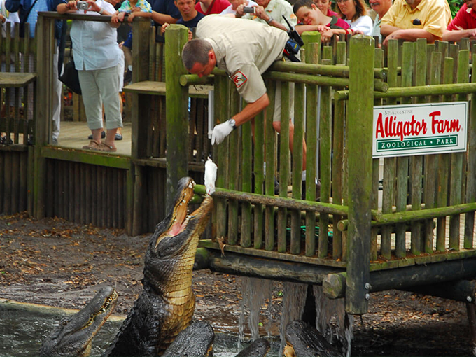 st. augustine alligator farm zoological park 8