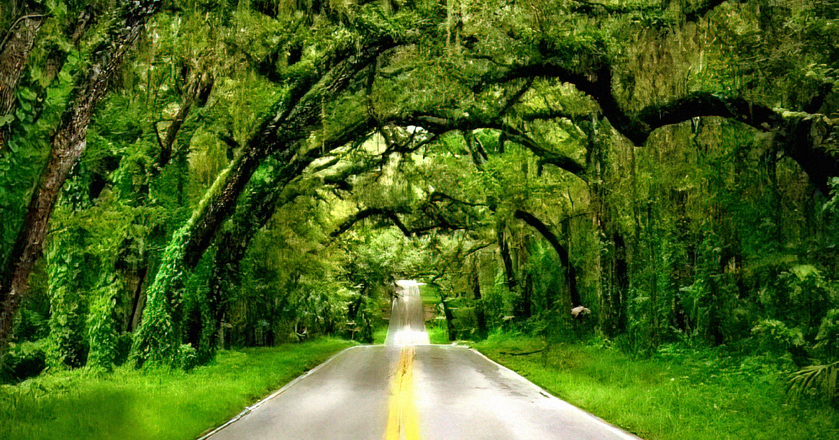 stunning canopy road florida ftr