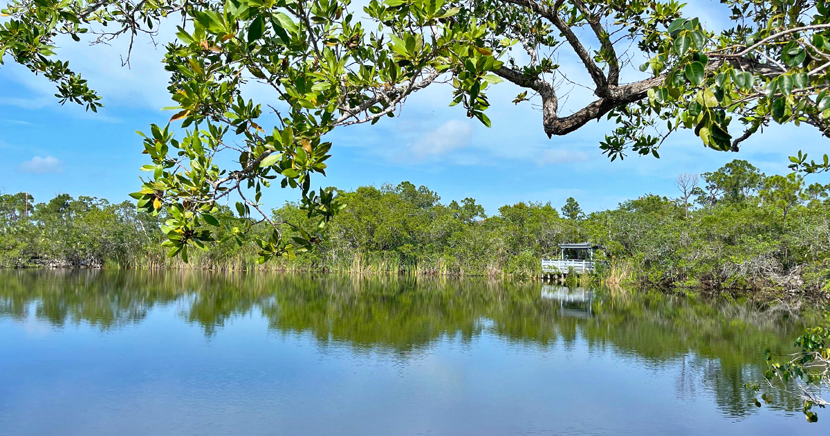wildlife refuge mangrove florida ftr
