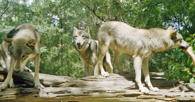 wolf preserve florida ftr