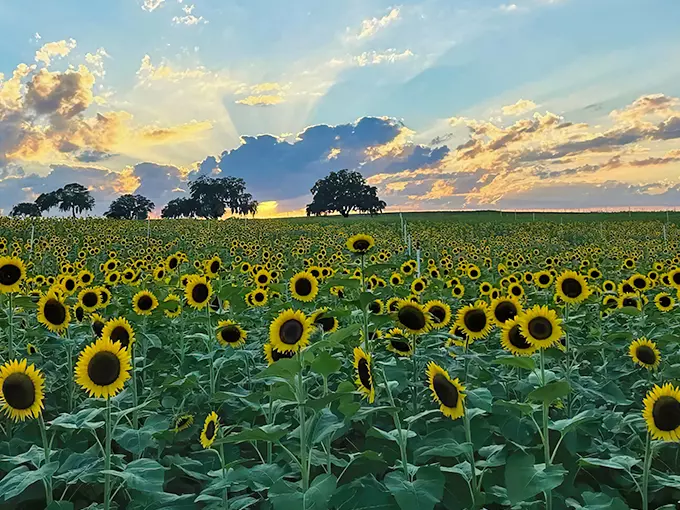 amber brooke farms 1