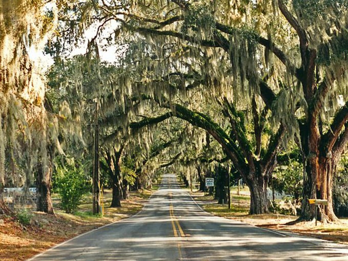 Avenue of the Oaks 1