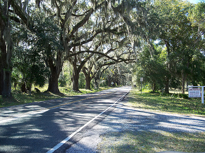 Avenue of the Oaks 3