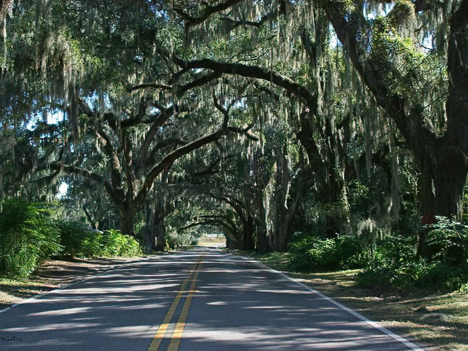 Avenue of the Oaks 4