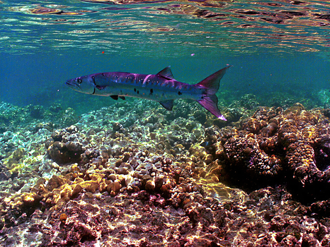 Bahia Honda State Park 6