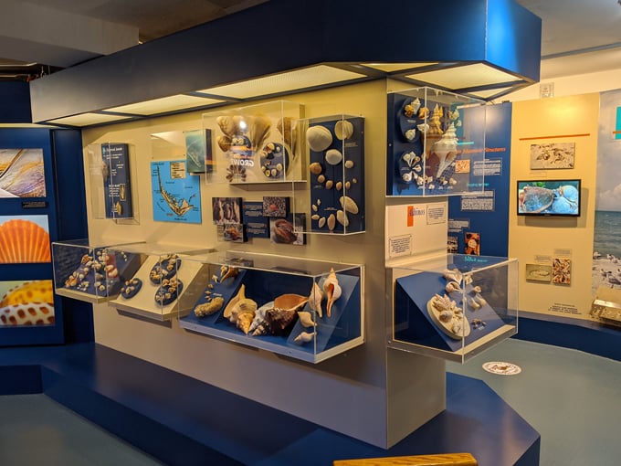 bailey matthews national shell museum 2
