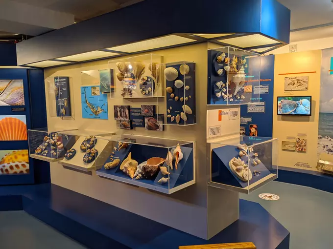bailey matthews national shell museum 2