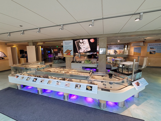 bailey matthews national shell museum 4
