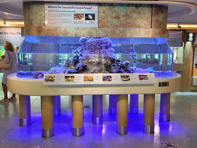 bailey matthews national shell museum 6
