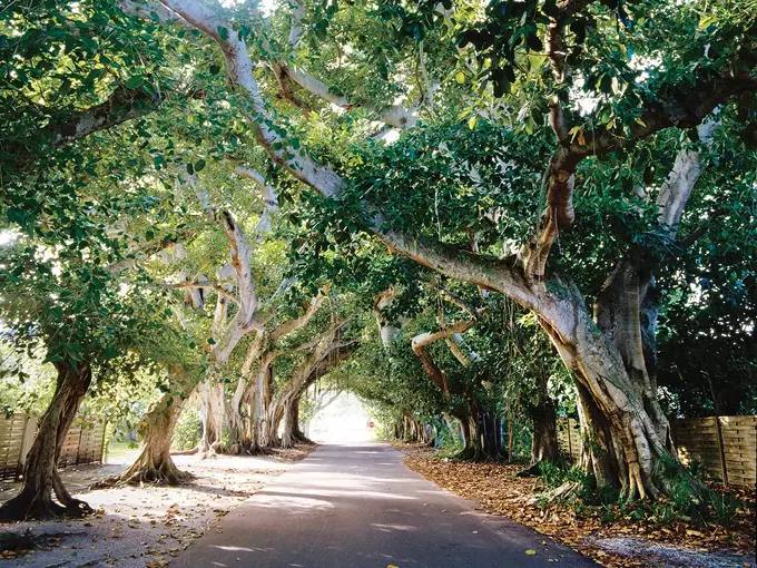 banyan street 1