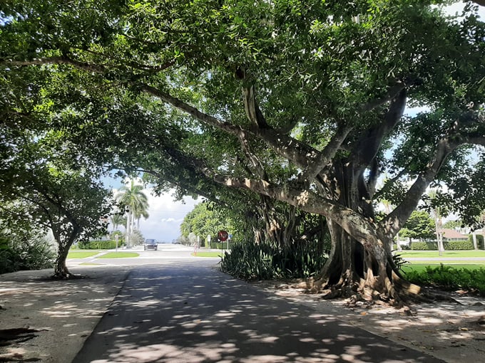 banyan street 2