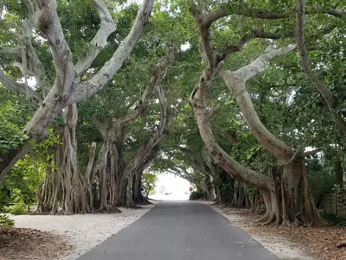 banyan street 3