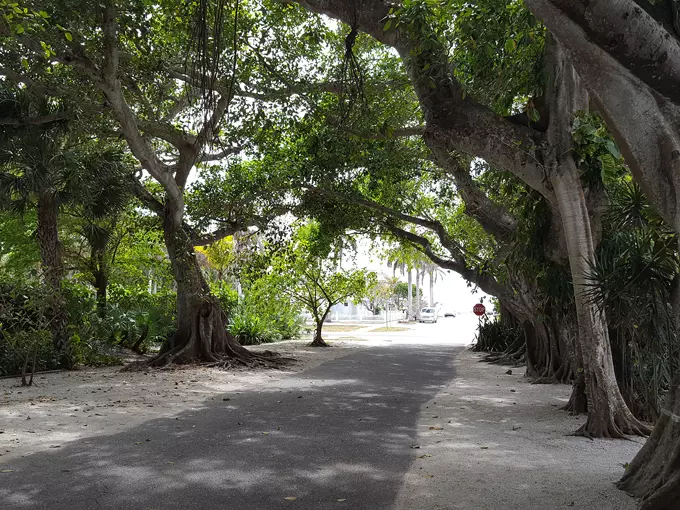 banyan street 5
