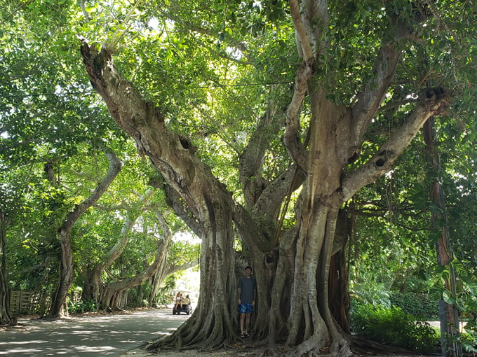 banyan street 6