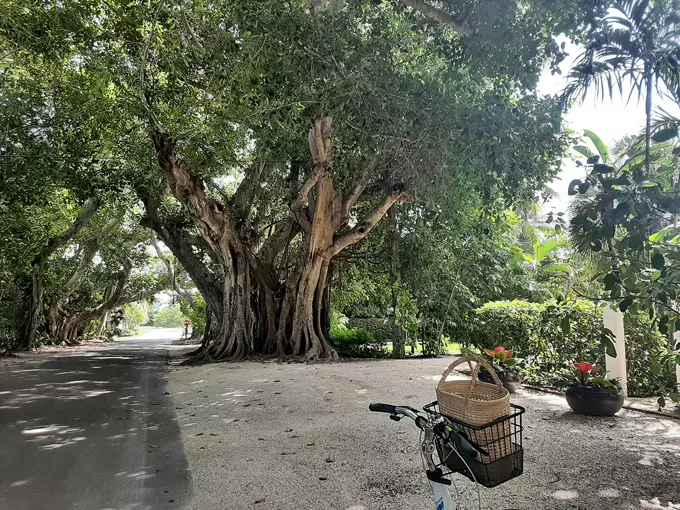banyan street 7