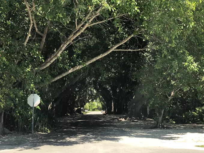 banyan street 8