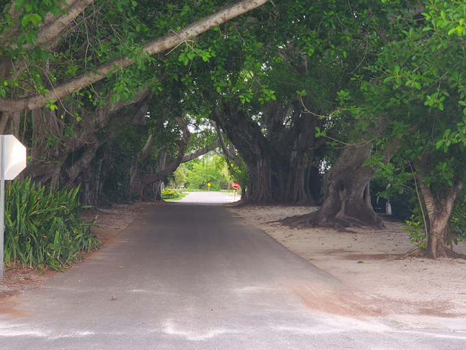 banyan street 9