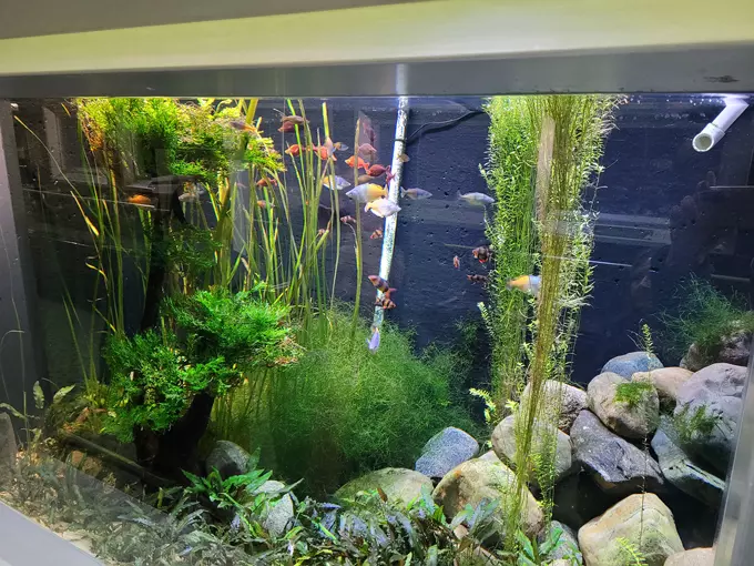 Belle Isle Aquarium 7