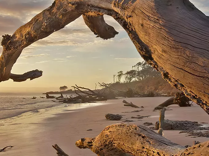 Big Talbot Island Boneyard Beach 1
