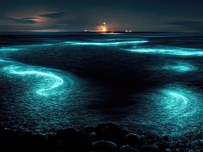 bioluminescence kayaking in cocoa beach 1