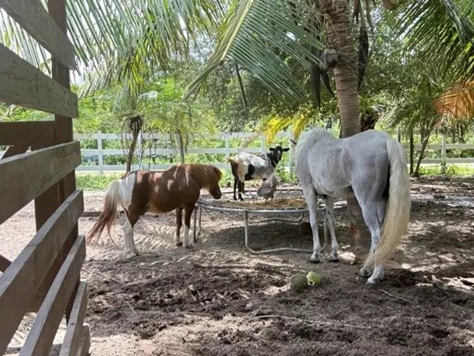 blue lagoon farm 7