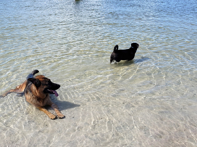 Bonita Beach Dog Park 7