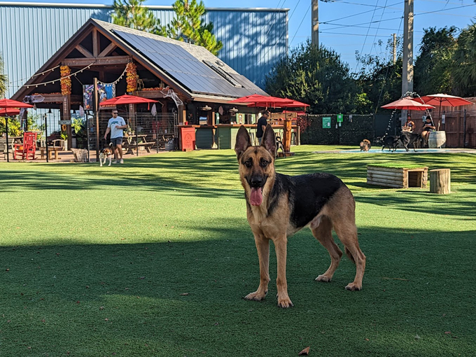 BrewHound Dog Park + Bar 2