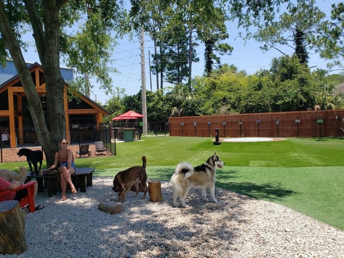 BrewHound Dog Park + Bar  8