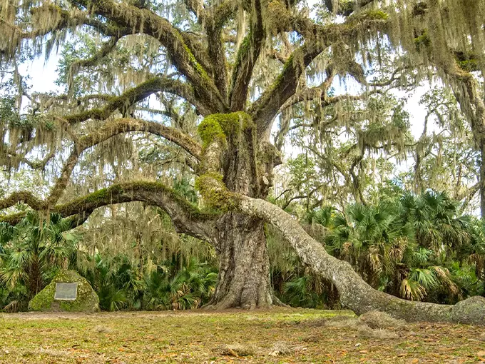 bulow creek state park fairchild oak 1