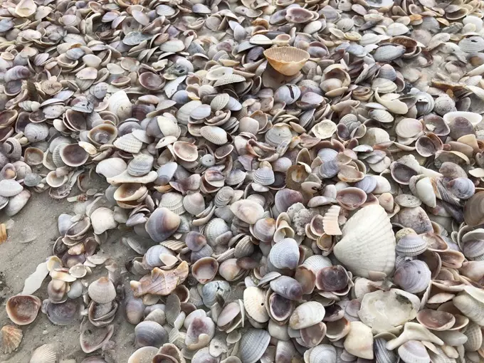Caladesi Island State Park 4