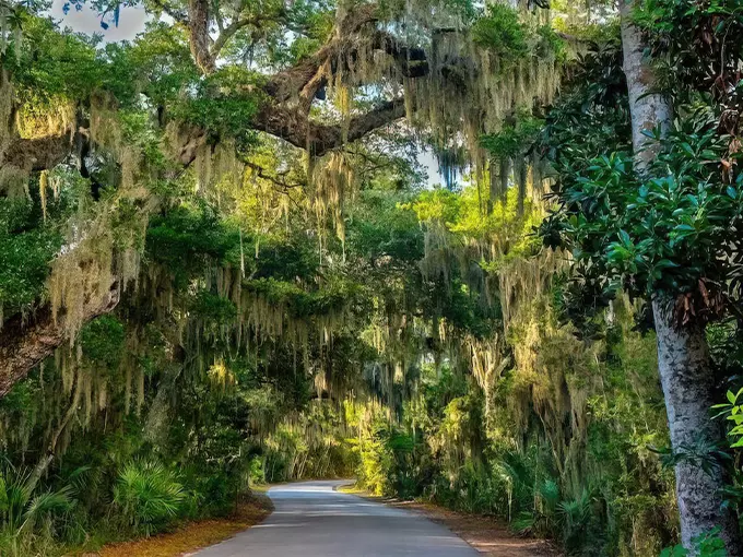 canopy road of amelia island 1