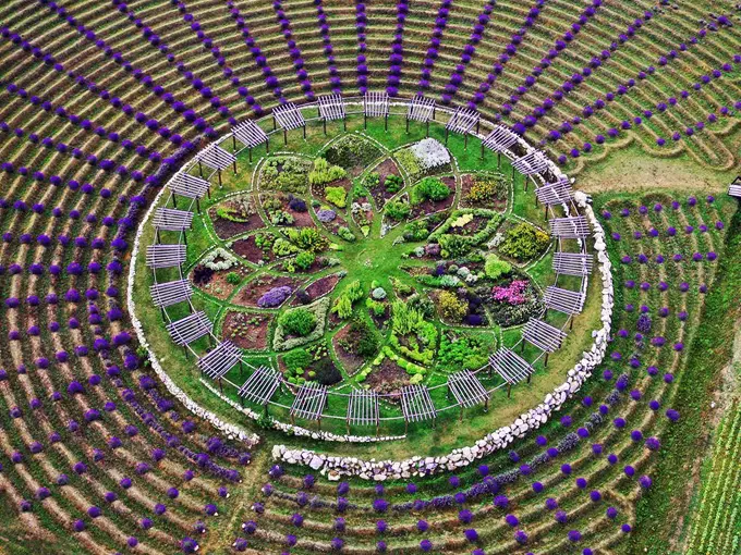 Cherry Point Farm and Market Lavender Labyrinth 1