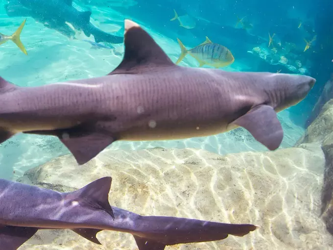 discovery cove 5