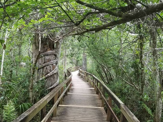 fakahatchee strand preserve state park 2