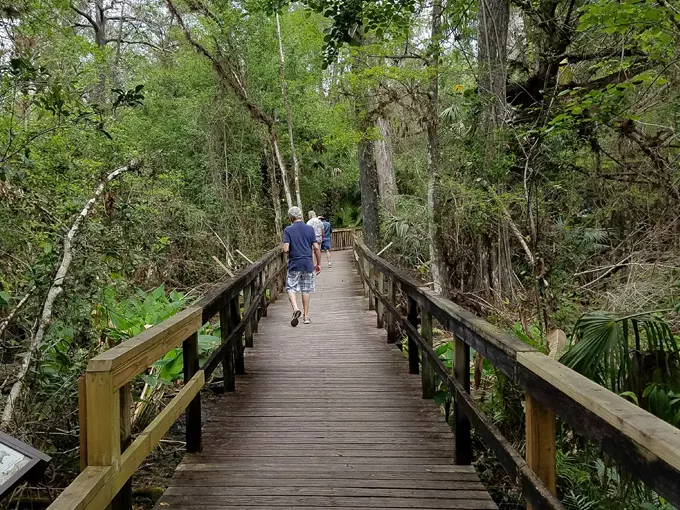 fakahatchee strand preserve state park 3