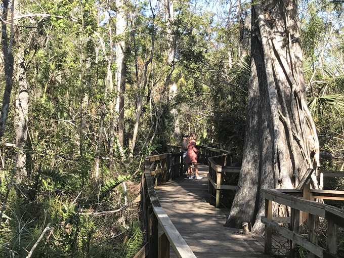 fakahatchee strand preserve state park 4