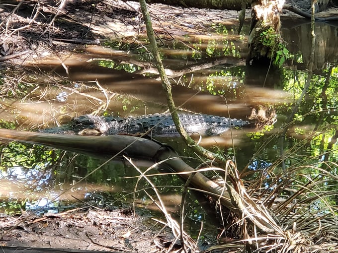 fakahatchee strand preserve state park 5