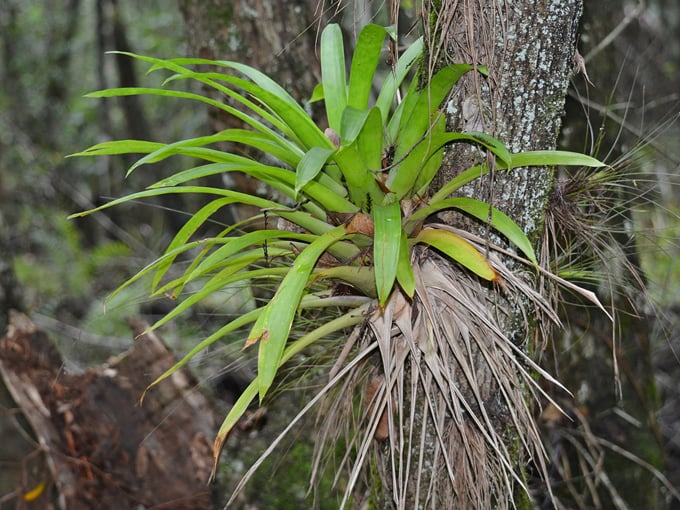 fakahatchee strand preserve state park 6