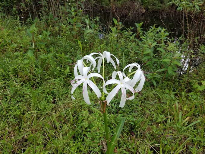 fakahatchee strand preserve state park 9